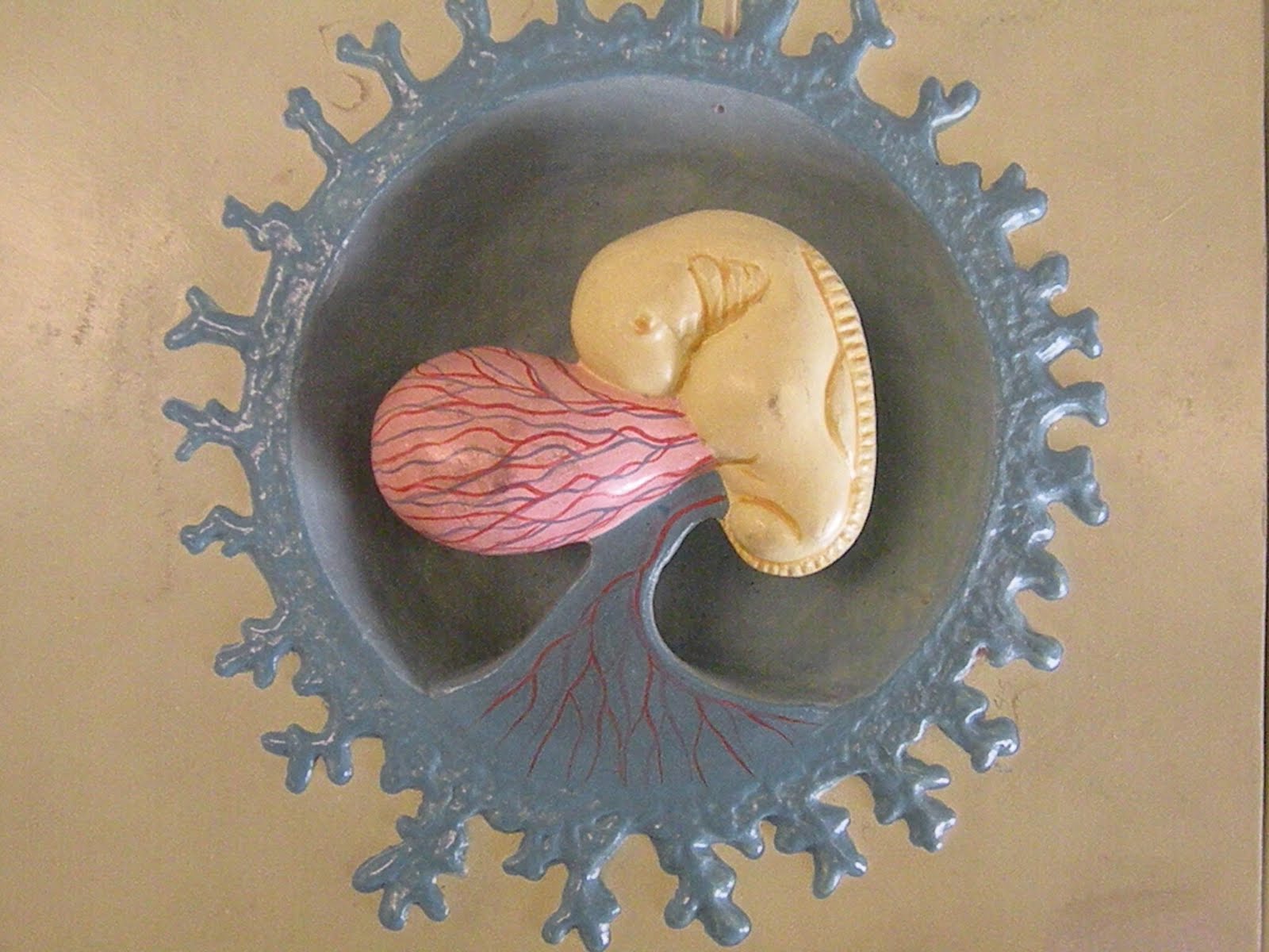 PSC: Anatomy and Physiology 2: Reproductive System Lab