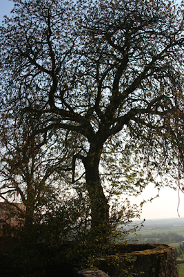 Studio 261: Into the wild with Cassandre Manet