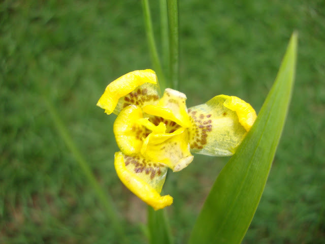 Lela Orca: ÍRIS AMARELA