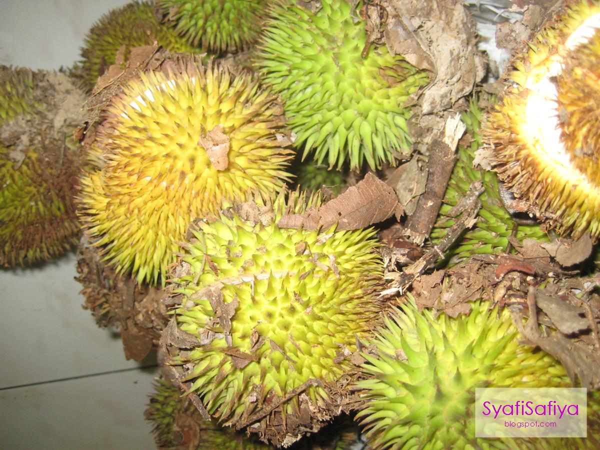 Syafi Irfani, Safiya Imani, Safwan Rahmani & Syifa Hana Amani: Local ...