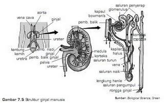 download semuanya disini dan dapatkan info-info menarik: ginjal manusia