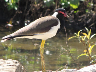 gappa: The Greening of the Met........