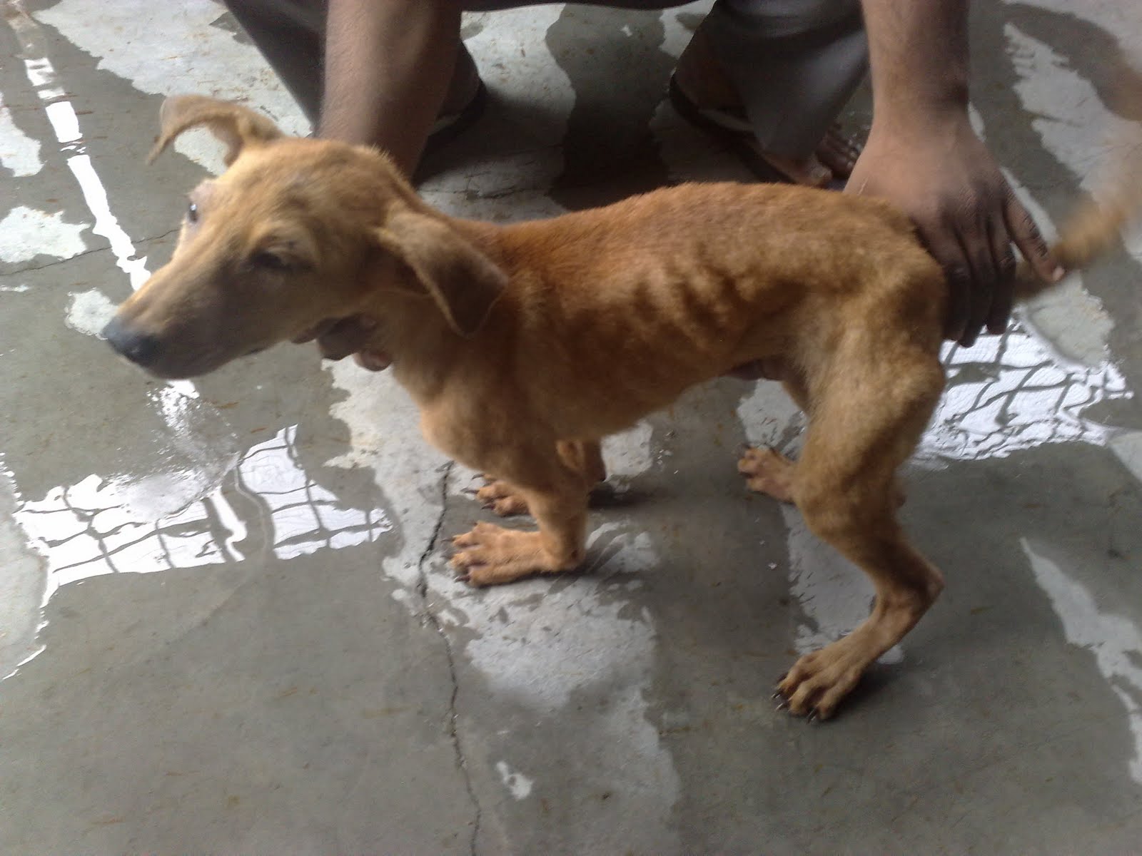 MALAYSIAN DOGS DESERVE BETTER: 2010-06-20
