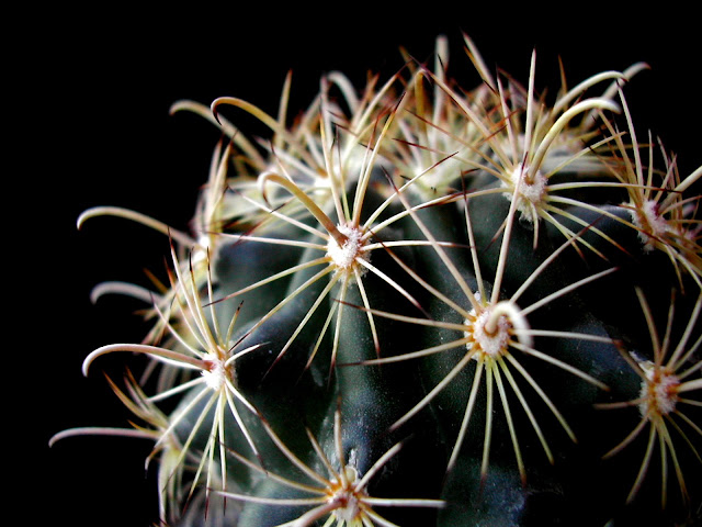 mis cactus