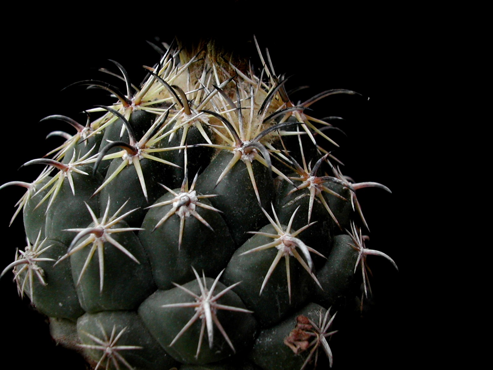 mis cactus