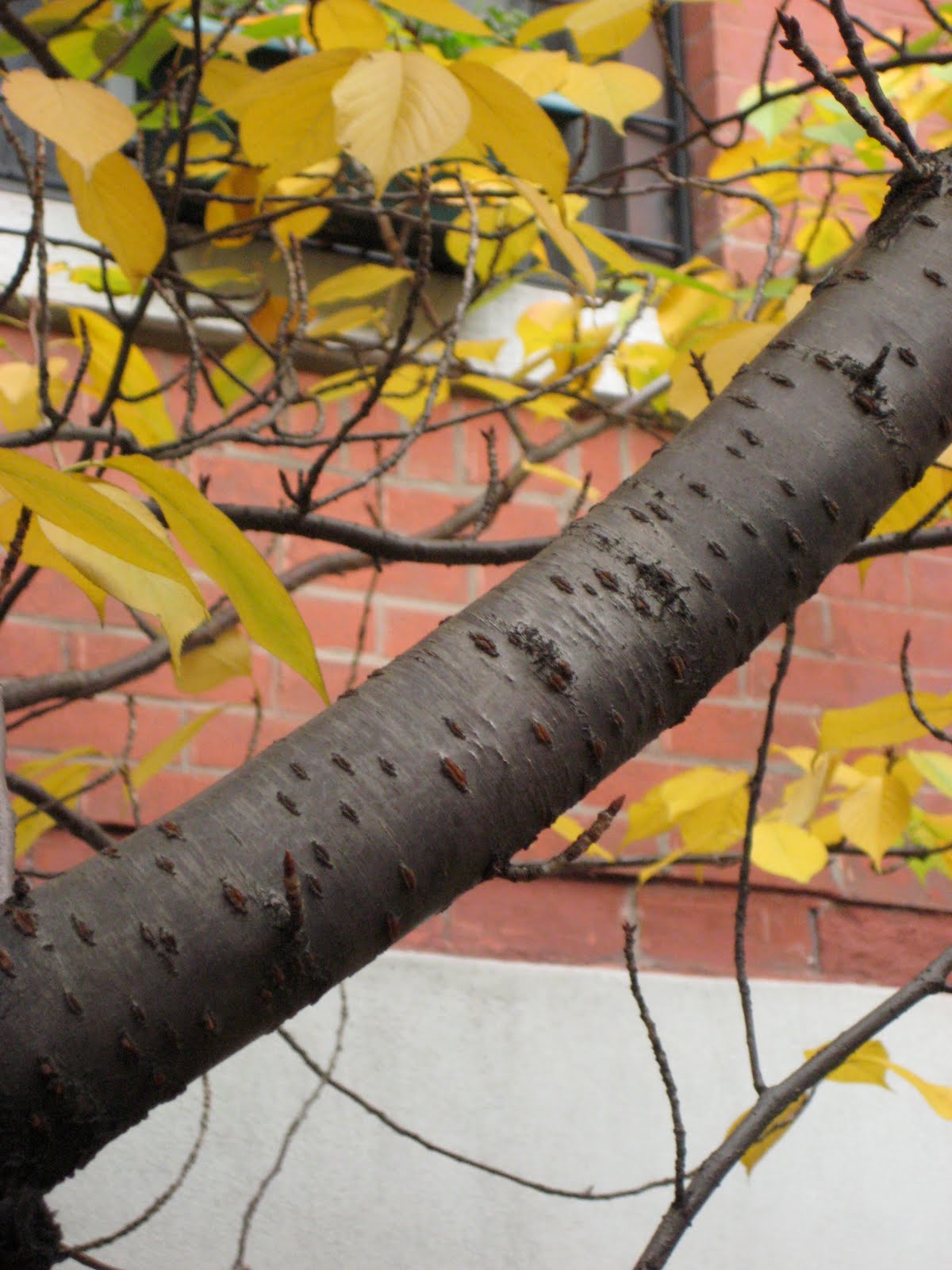 New York, Plants & Other Stuff: Cherries