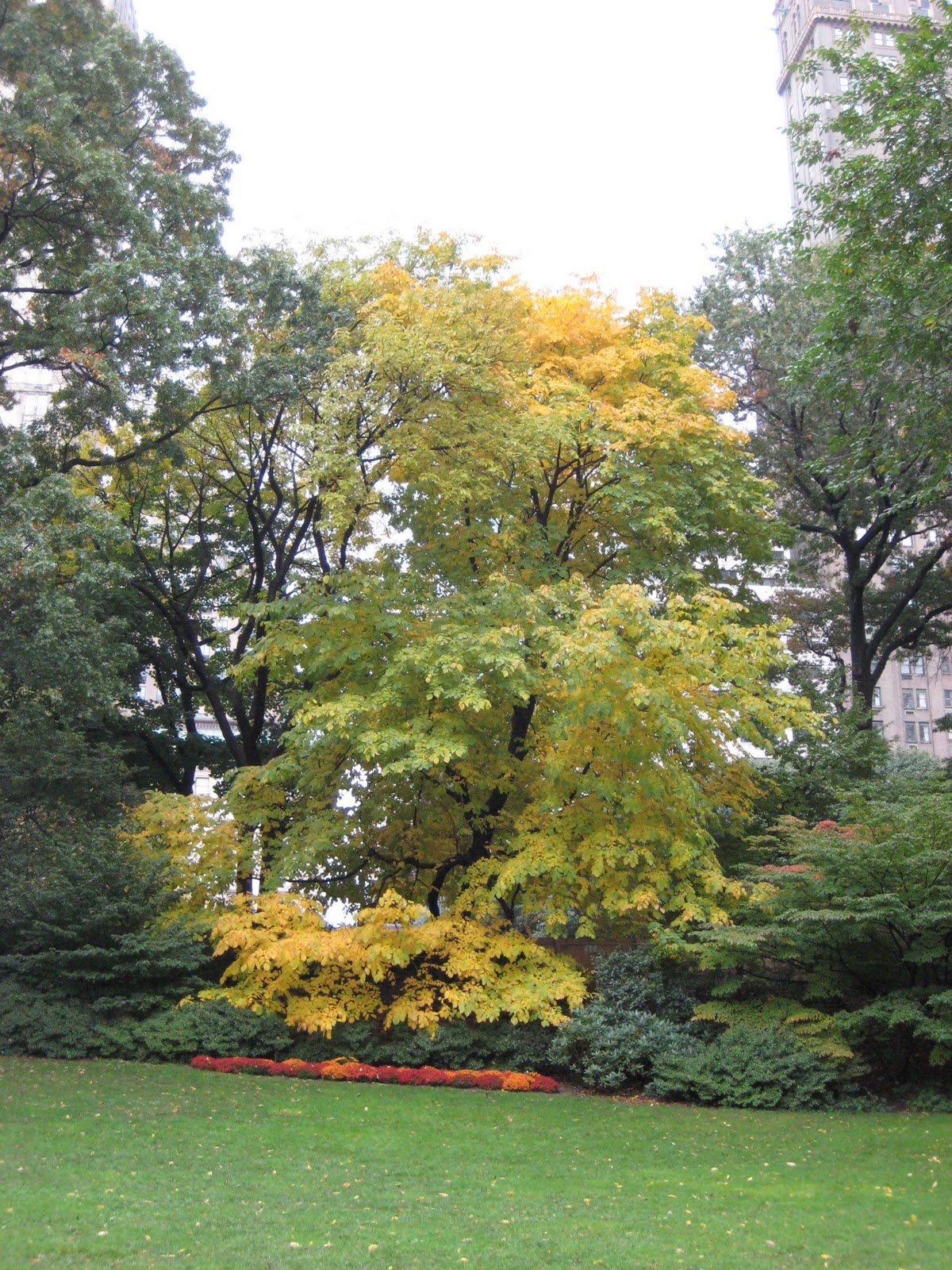planted cloud: Top Five Native Trees For Fall Color