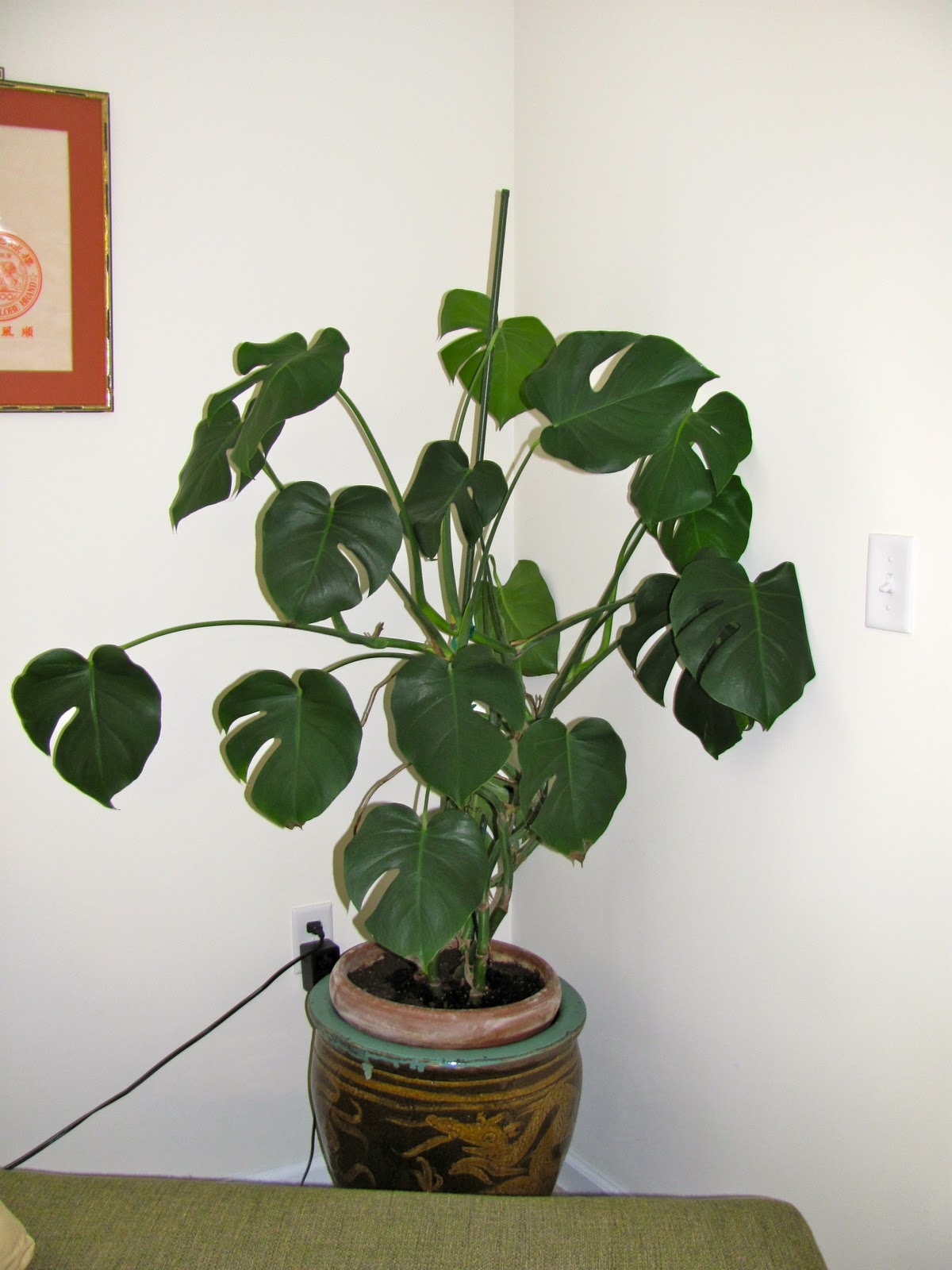 planted cloud: Monstera deliciousa