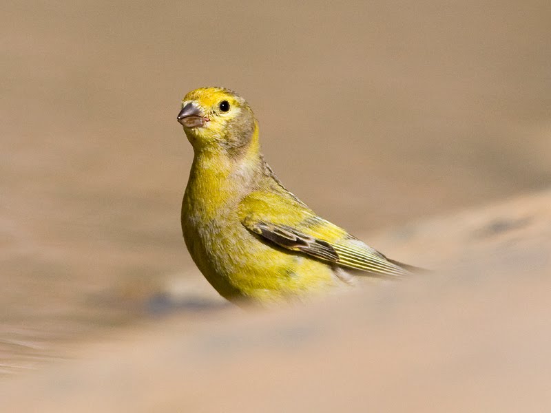 Yoav Perlman - birding, science, conservation, photography: Mt. Hermon ...