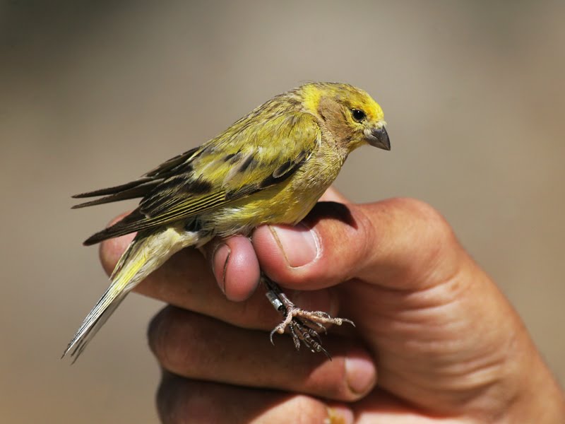 Yoav Perlman - birding, science, conservation, photography: Mt. Hermon ...