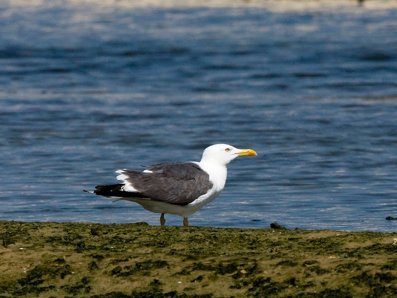 Yoav Perlman - birding, science, conservation, photography: The gulls ...