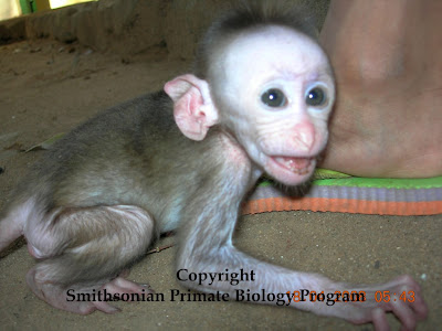 Monkey Camp: Seth - The orphaned infant toque macaque