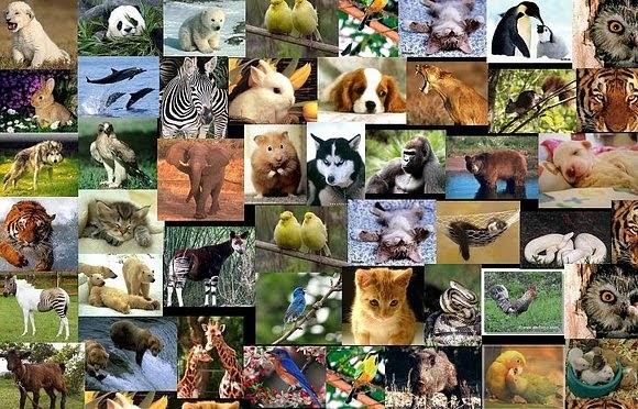 EL MUNDO DEL COMUNICOLOGO: COLASH