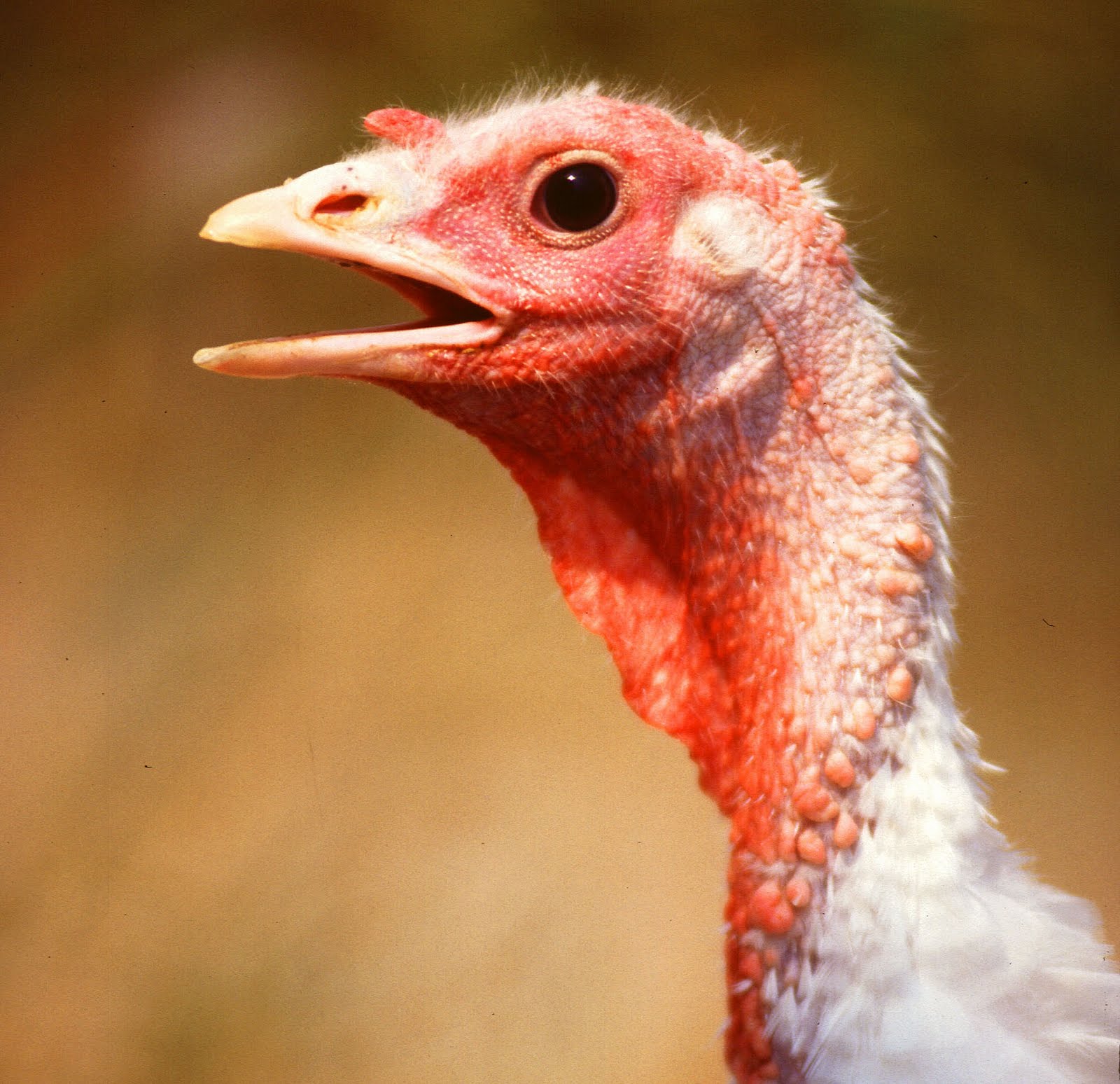 Wall of Secrets: LISTO EL GENOMA DEL PAVO