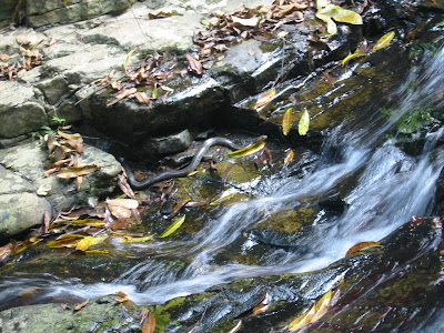 BEP and SJD in Accra, Ghana: Biakpa - Kulugu River waterfall hike