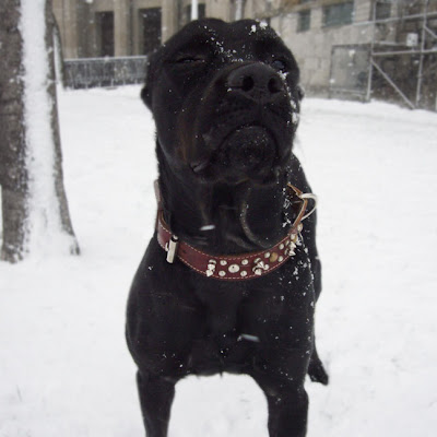 One Bark at a Time: Daily dog: Mini, Cane Corso