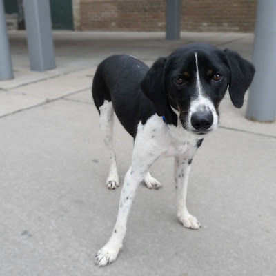 One Bark at a Time: Choices