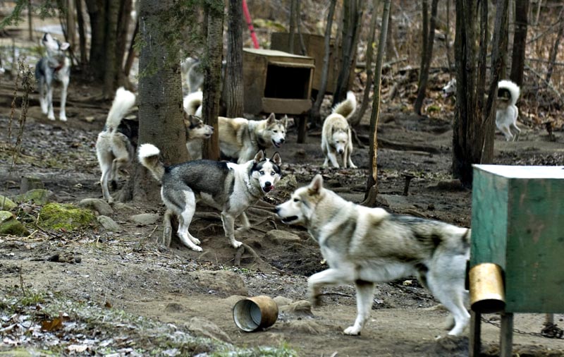 One Bark at a Time: 100 Huskies in Quebec rescued from neglect