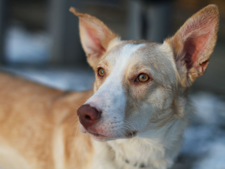 Toffee - Portuguese Podengo
