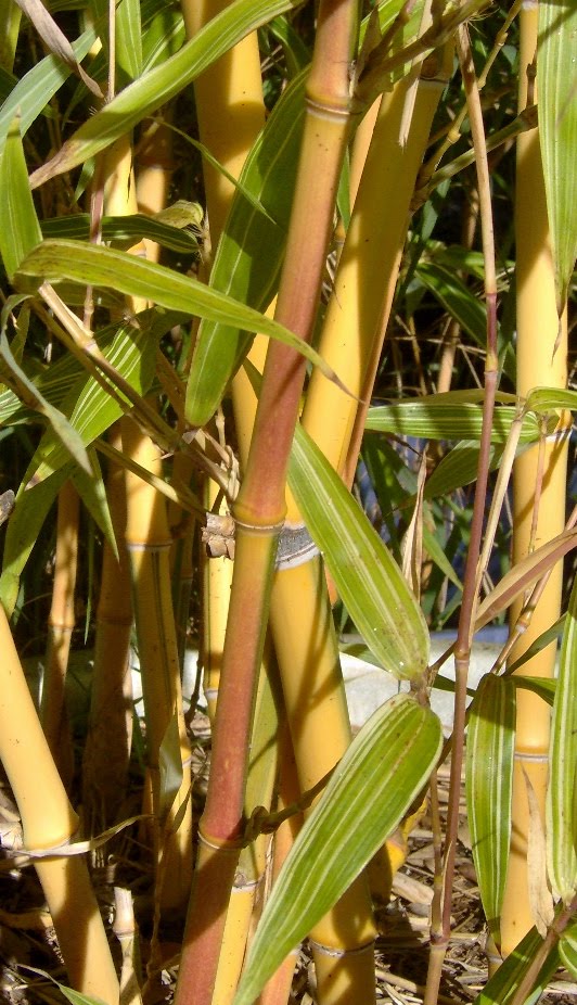 Bamboo Geek: Awesome fall red on a bamboo plant...