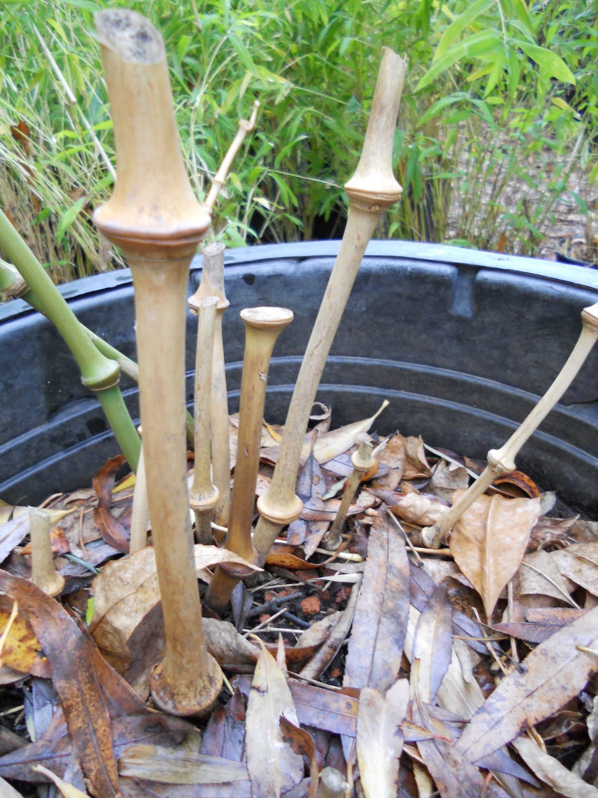 Bamboo Geek: Bamboo: The odd and unusual