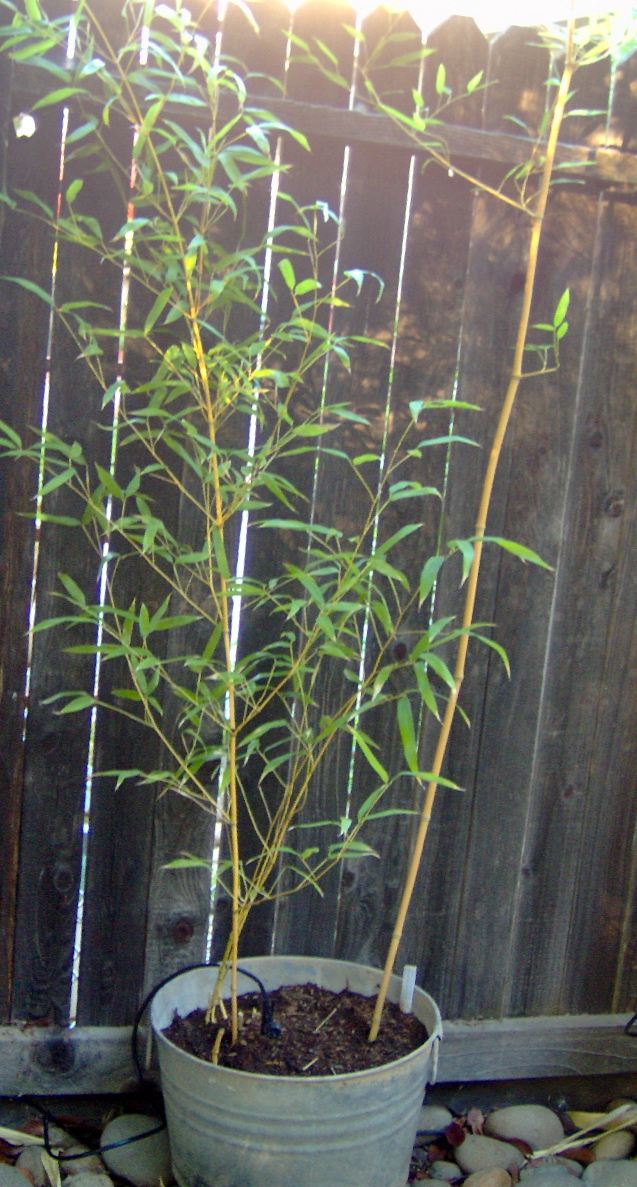 Bamboo Geek: Cool container ideas for bamboo...