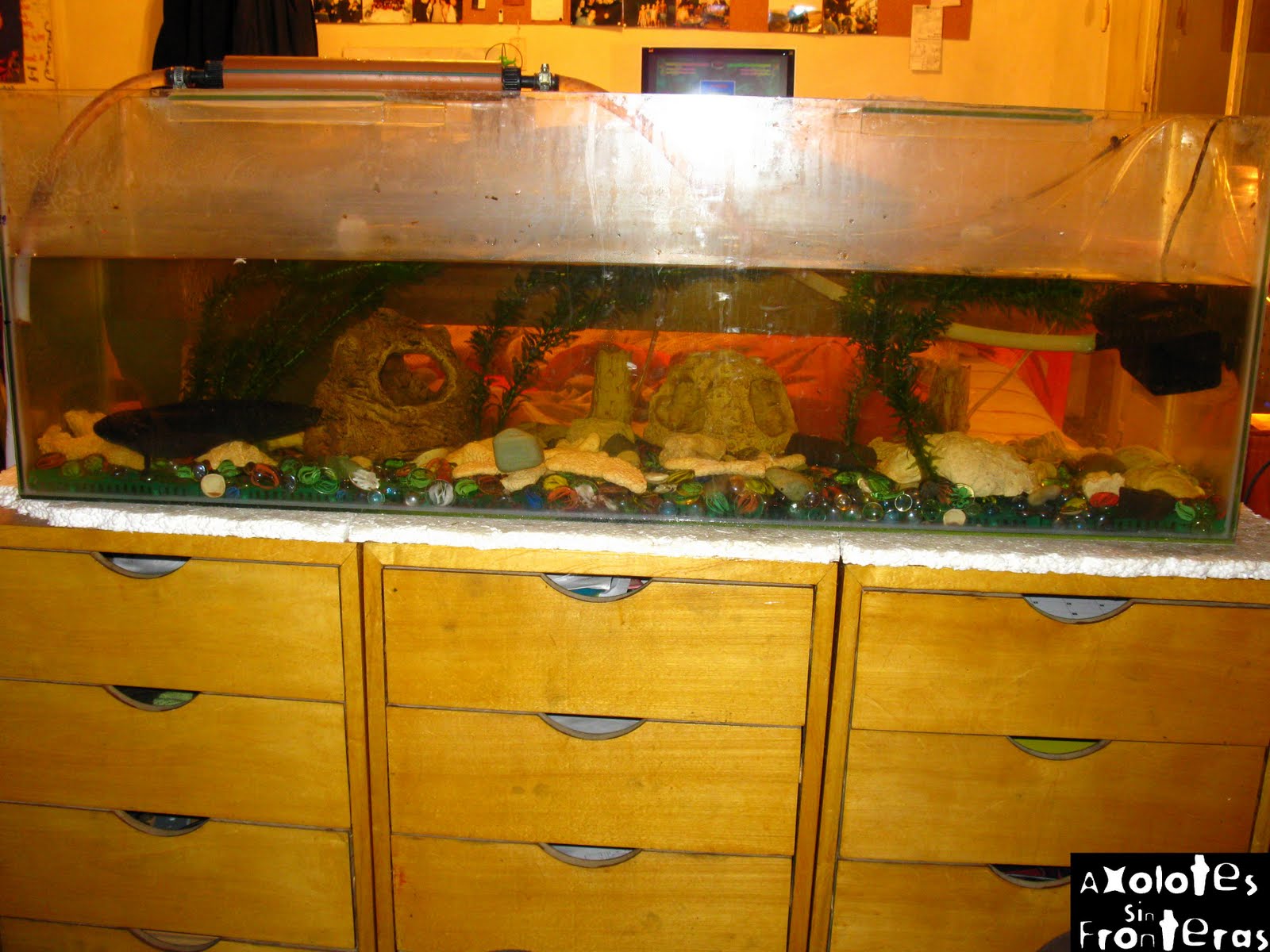 Axolotes Sin Fronteras: Pecera.