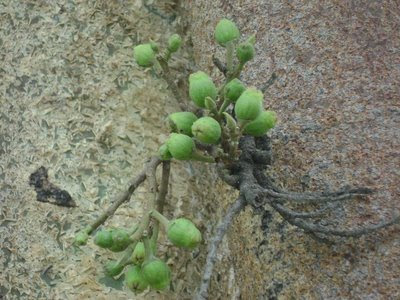 MITIKI -KILIMO KWANZA: MKUYU