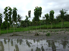 MITIKI -KILIMO KWANZA: KILIMO BORA CHA MIPAPAI