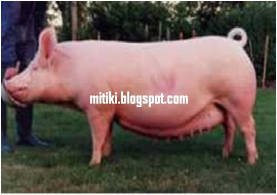 MITIKI -KILIMO KWANZA: UFUGAJI WA NGURUWE - SEHEMU YA KWANZA