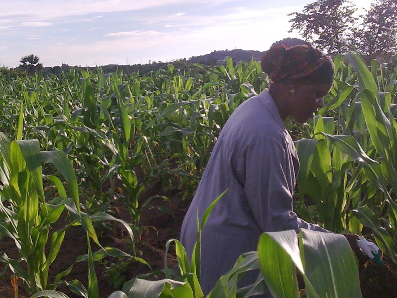 MITIKI -KILIMO KWANZA: SALAMU TOKA KWA DADA NAYMA