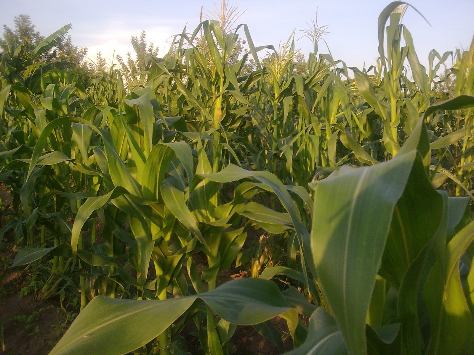 MITIKI -KILIMO KWANZA: SALAMU TOKA KWA DADA NAYMA