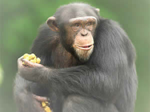 Selva_Tropical_Humeda: Animales de la Selva Tropical.