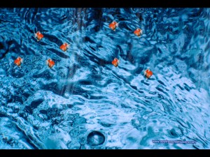 THE CAT - 3D Screensaver - Screensaver Animated - Screensaver Freeware ...