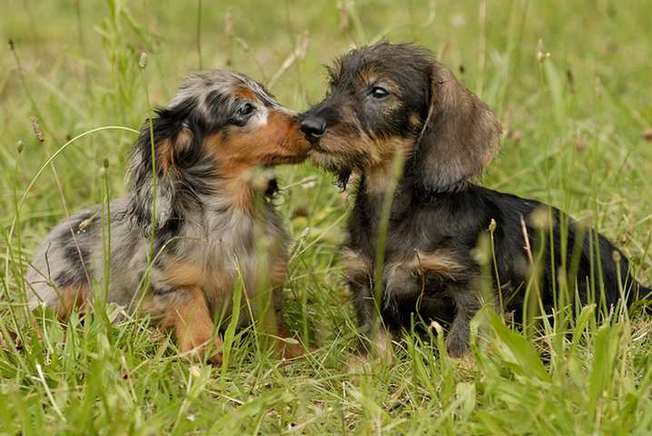 Razas de perros: Raza Teckel