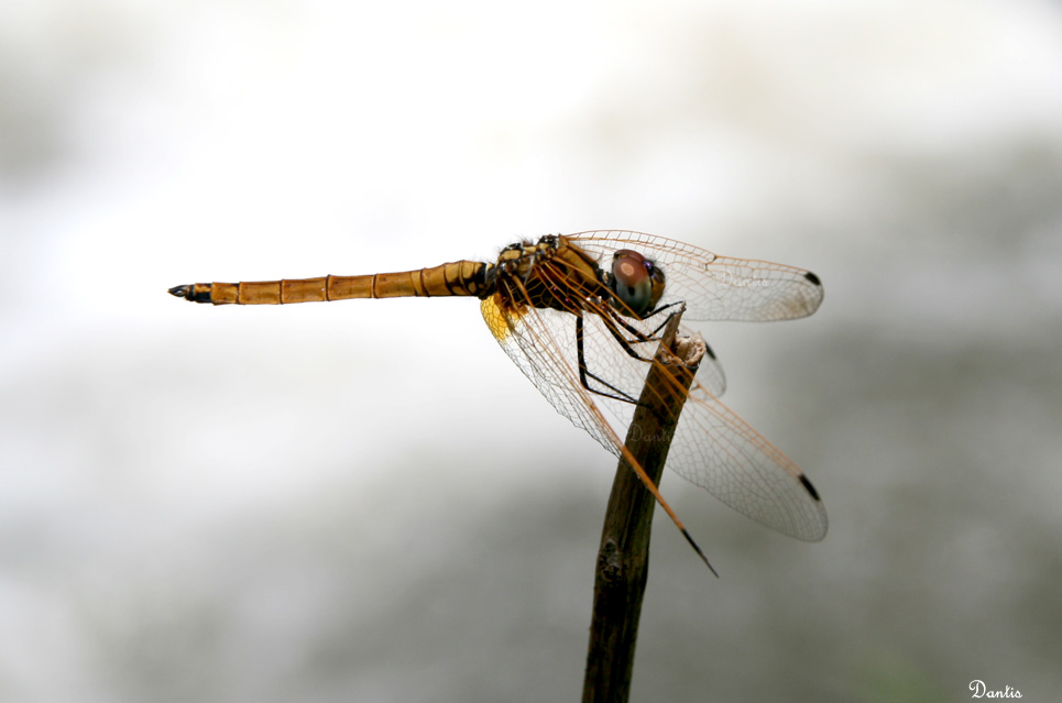 Photo a week (2010): Week 47 - Thumbi