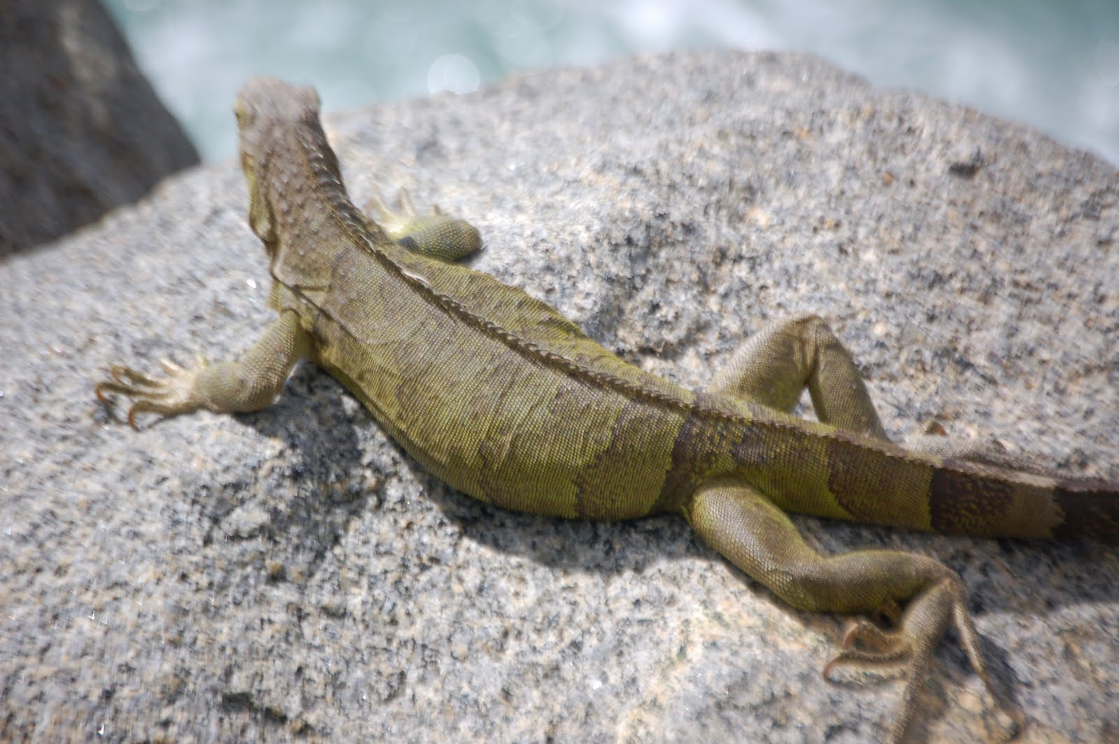 Mummelbloggen: Aruba with a view