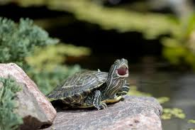 Red Eared Slider Turtles: Welcome!