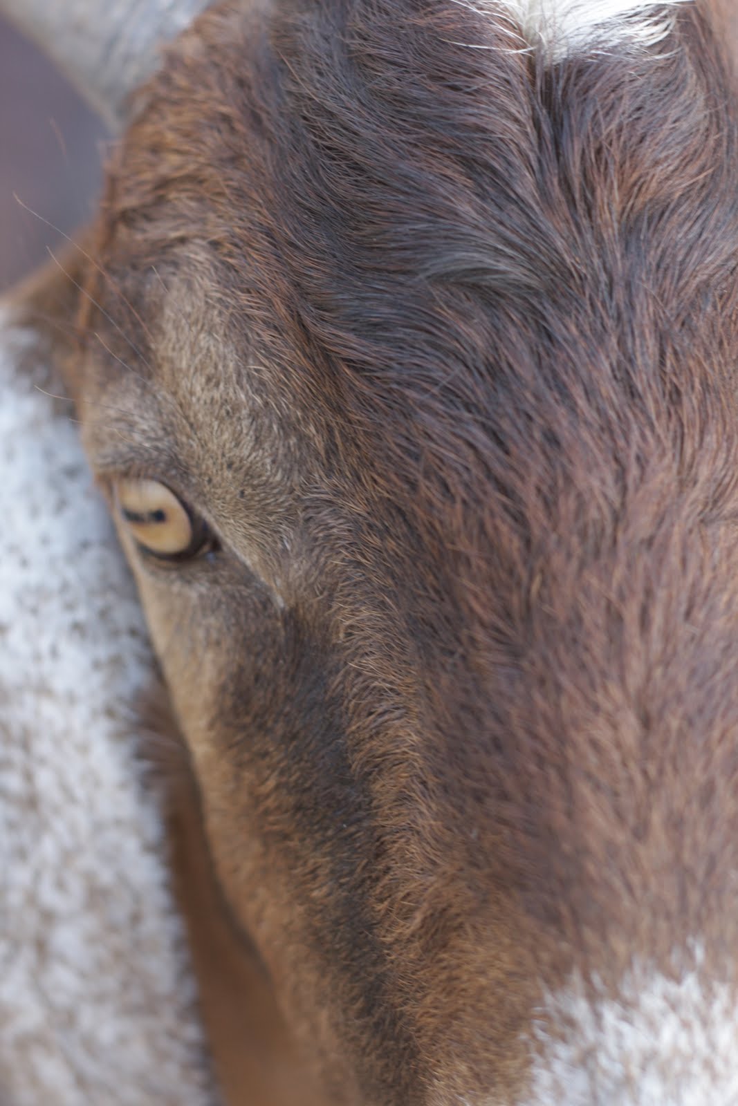 Beth Mitchell Photography