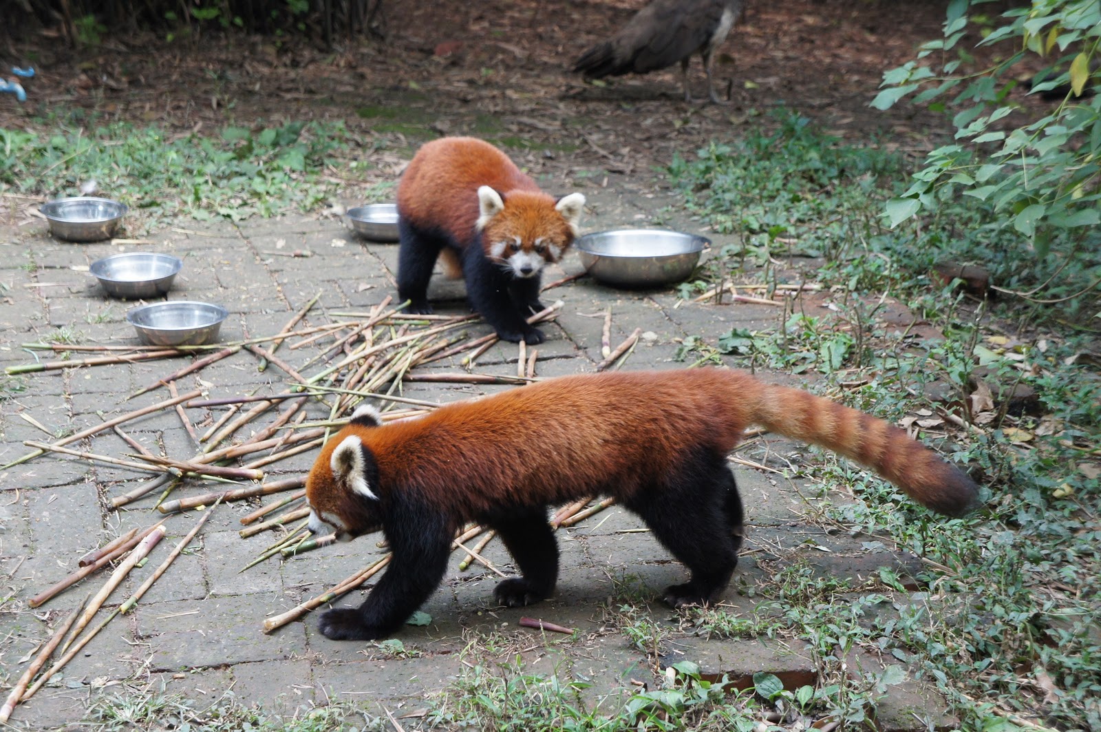Love Panda!!: "Bird Watching" at Chengdu Panda Base??