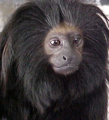 Mico Leão Preto: Mico-Leão-Preto (Leontopithecus chrysopygus)