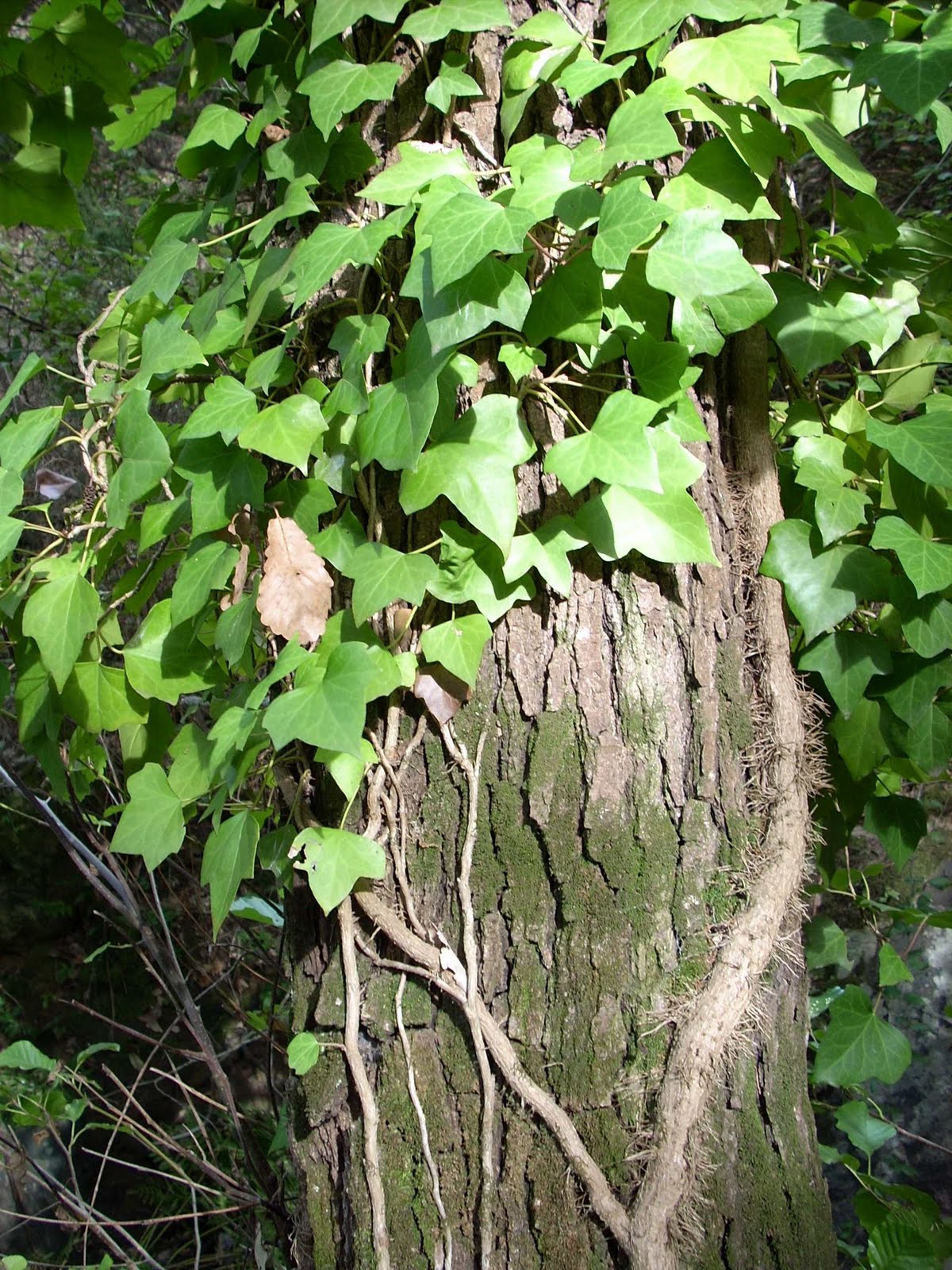 Naturaleza Benalup: Hiedra (Hedera helix L.)
