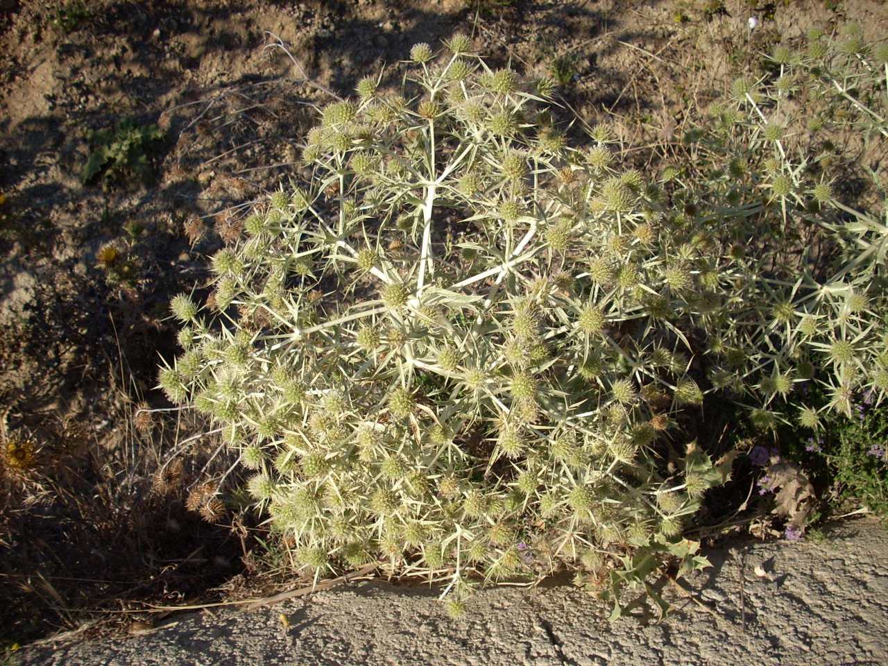 Naturaleza Benalup: Cardo cuco, Cardo corredor (Eryngium campestre)