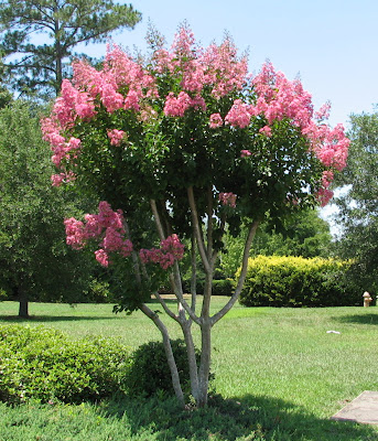 Florida Recreation: Interesting plant facts