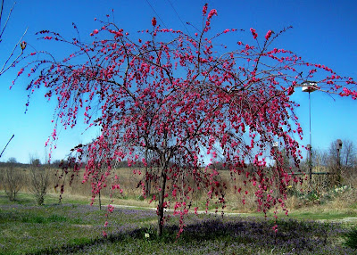 SOMEBODY NEEDS TO SAY IT!: MY PHOTOS TO APPEAR ON FLOWER LABELS ...