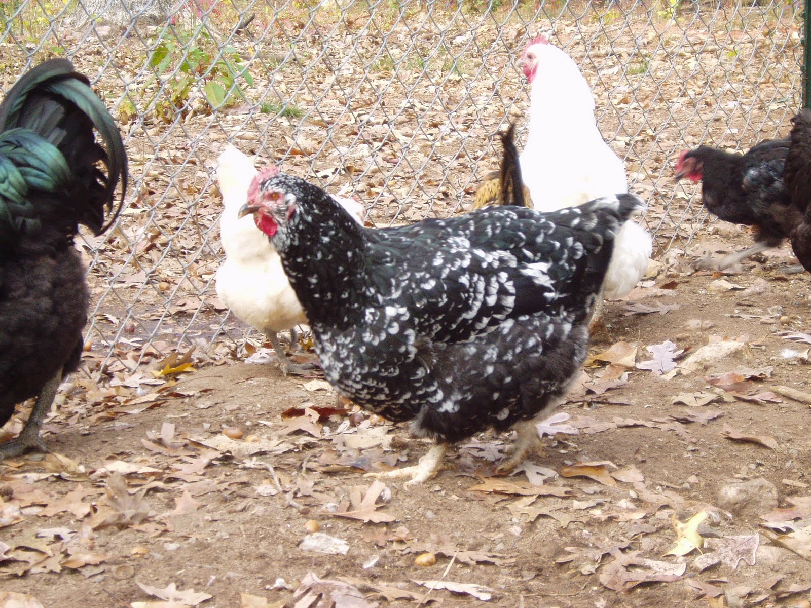 Beautiful Mottled Java Hen