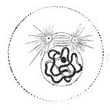 Cikgu Naza: [Biology Form 4] Phases Of Cell Cycle And Mitosis - Prophase