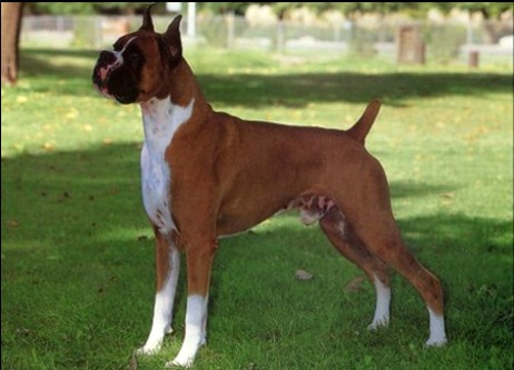Perro boxer negro - Imagui