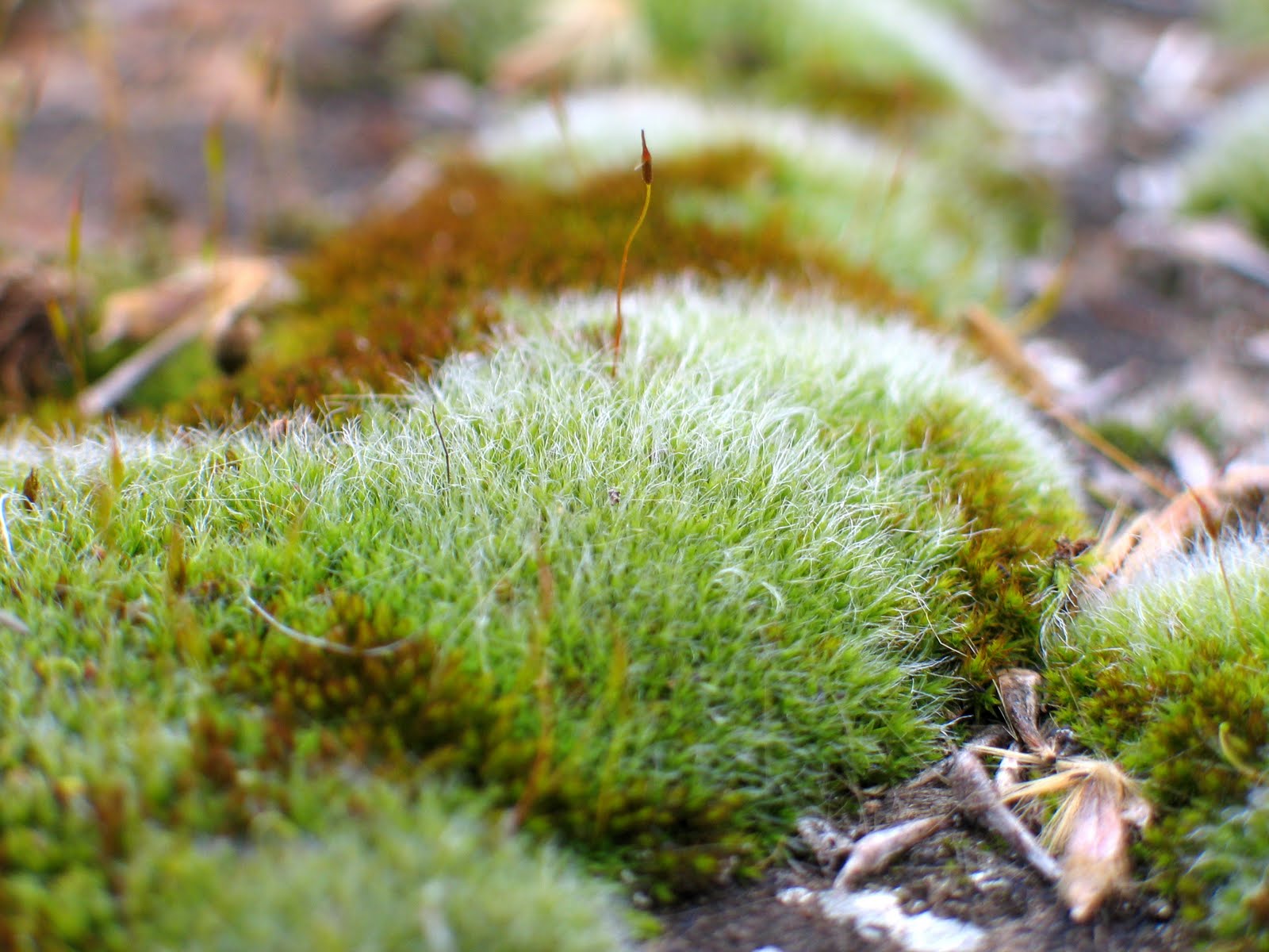 cadalso vive: El musgo...