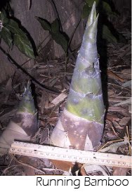 Bamboo Plants Online: Difference Between Running And Clumping Bamboo